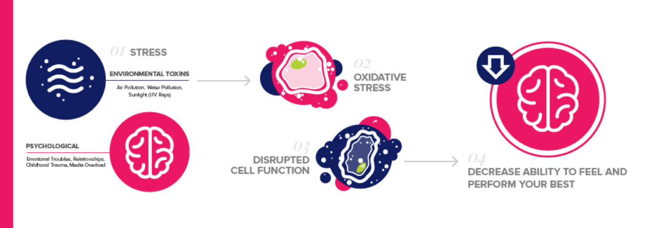 Stress is one factor that is believed to interrupt normal brain ...